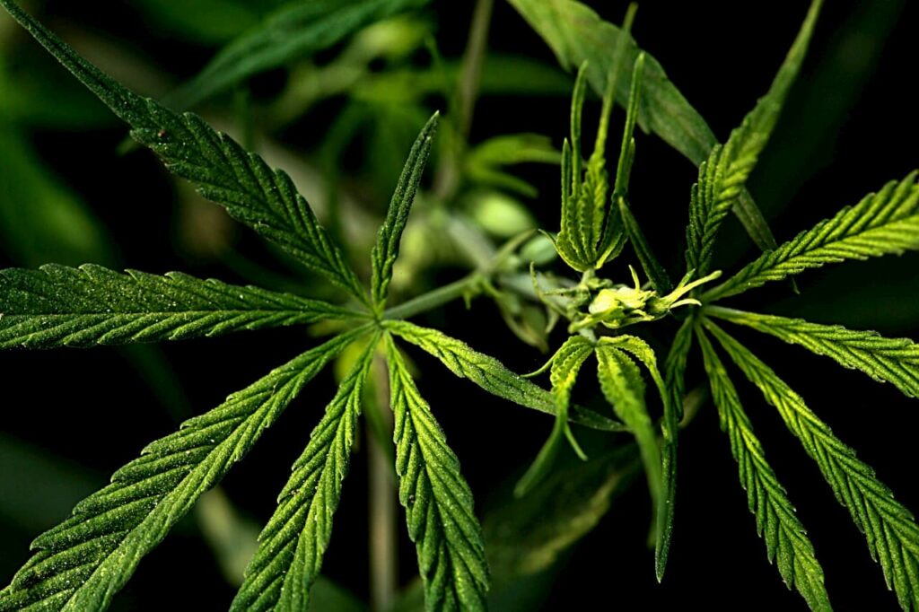 Phoenix Marijuana Lawyer | Marijuana DUI Lawyer in Phoenix